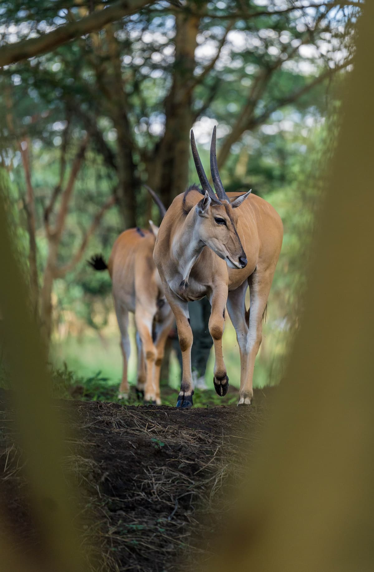 Aya Sophia Villa | Aya Sophia Wildlife Villa